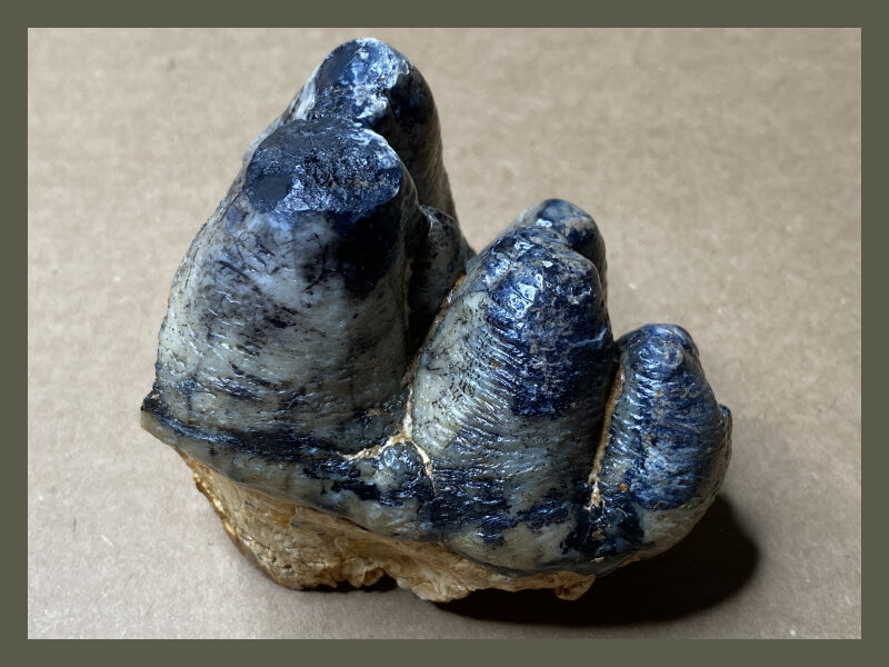 Mammal & Synapsid Fossils for Sale - Mammoth, Dimetrodon, Entelodont ...