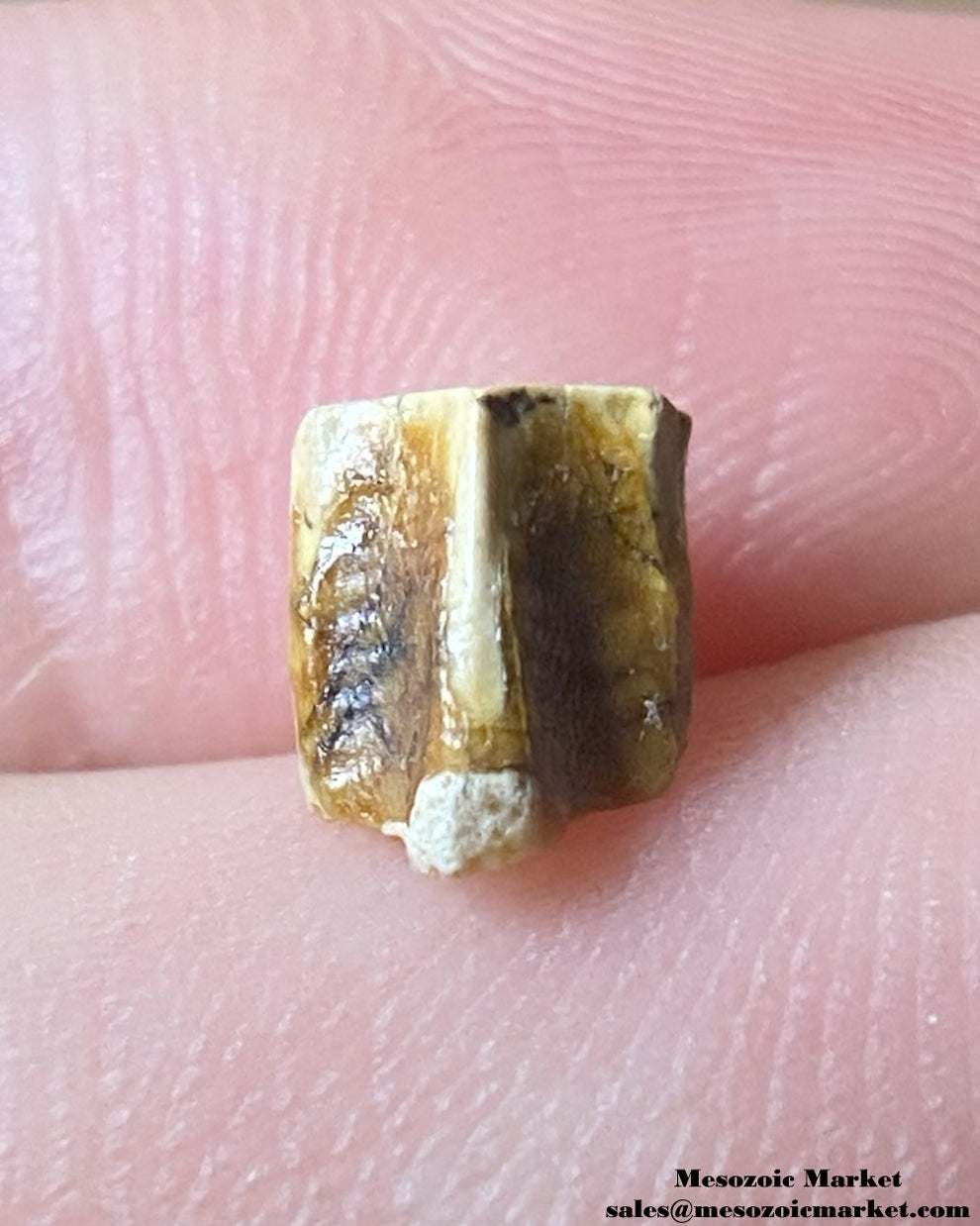 Edmontosaurus Tooth 0.25" #USA12410 - Laramie Formation – Mesozoic Market