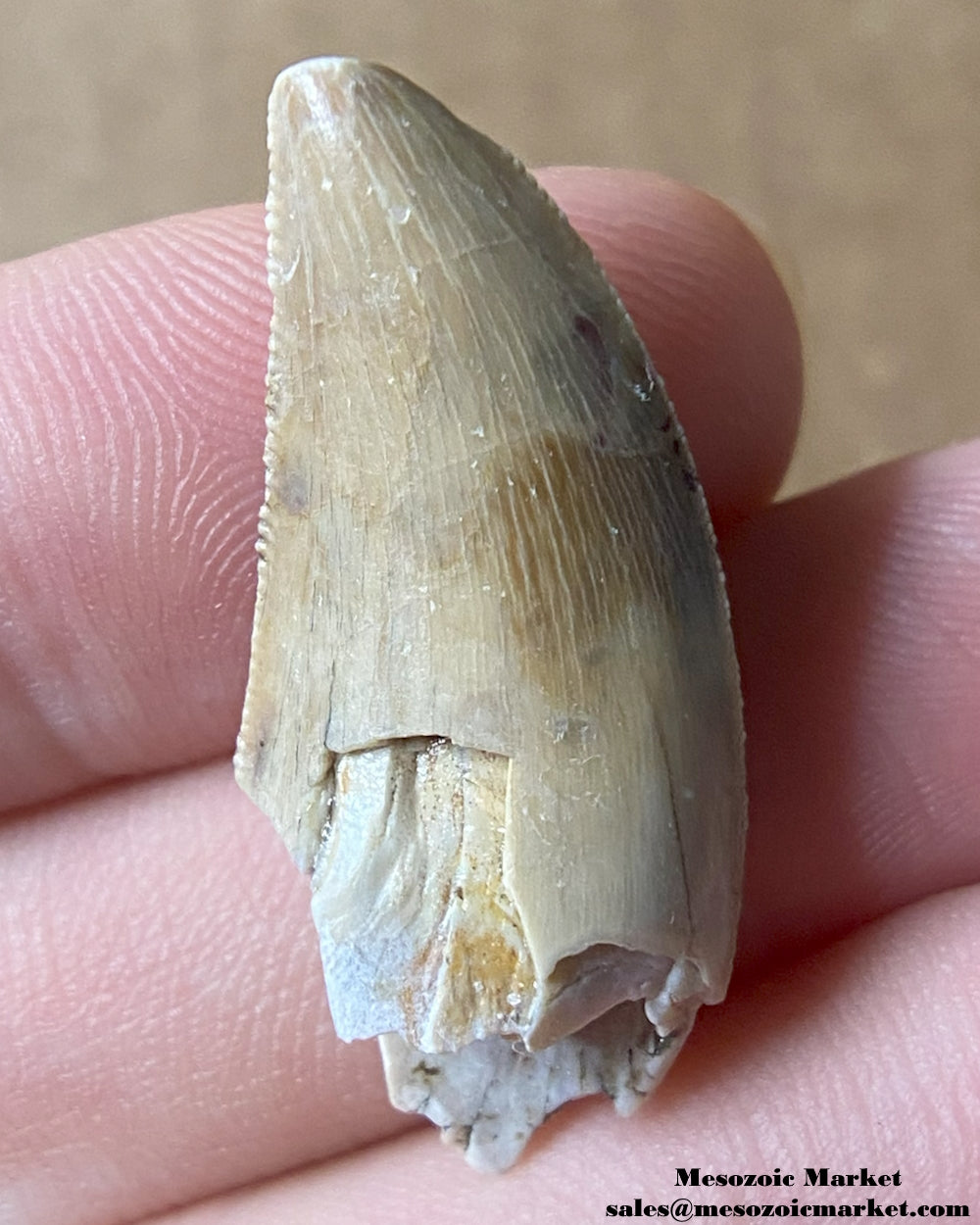 Majungasaurus (Majungatholus) Tooth 1.17" #MAD28809 - Maevarano Format ...
