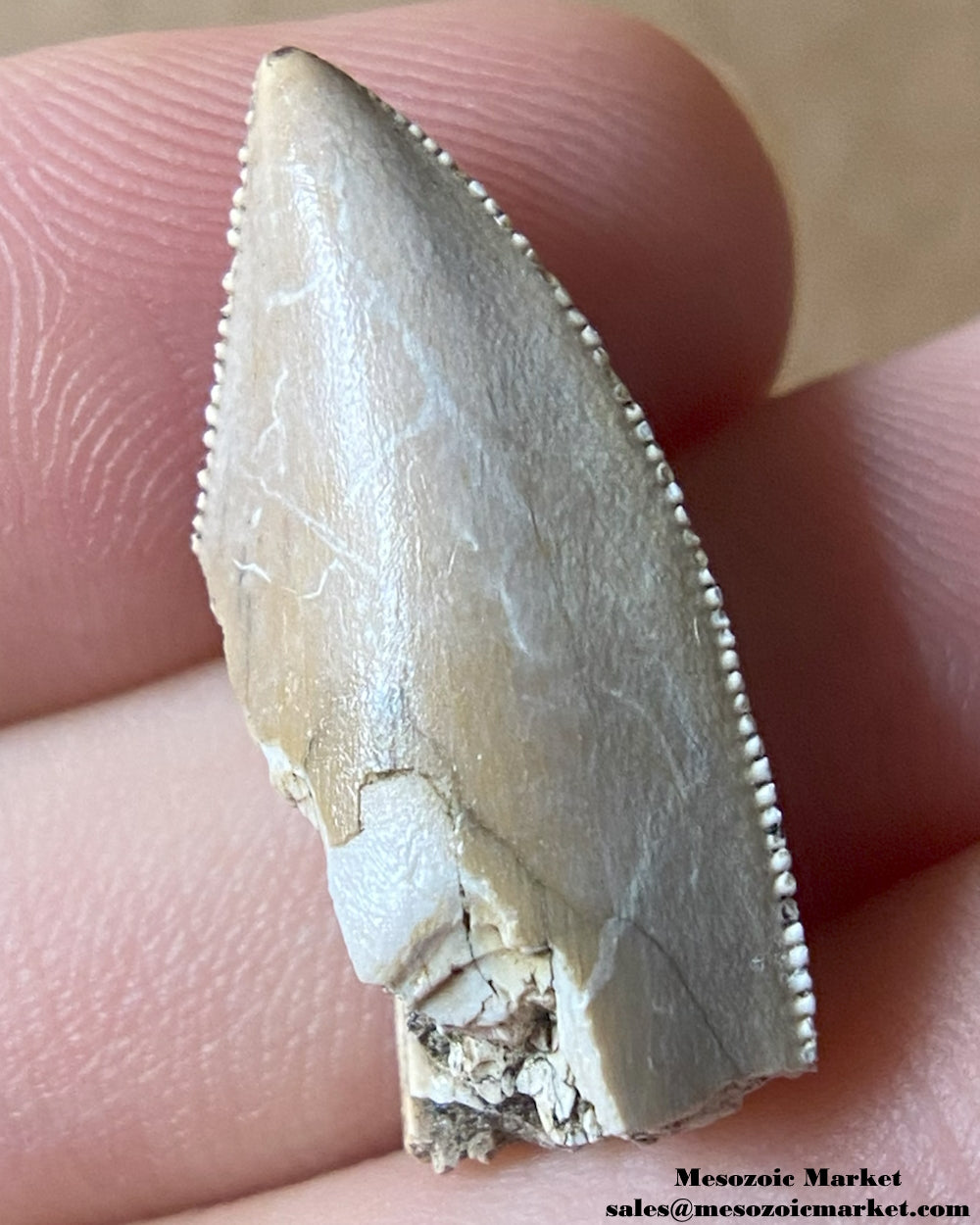 Majungasaurus (Majungatholus) Tooth 0.95" #MAD58709 - Maevarano Format ...