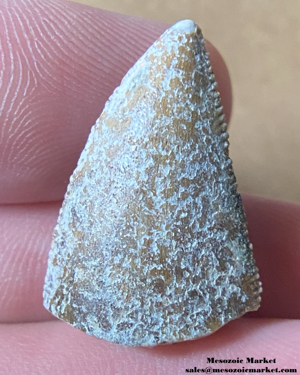 Majungasaurus (Majungatholus) Tooth 0.89" #MAD61849 - Maevarano Format ...