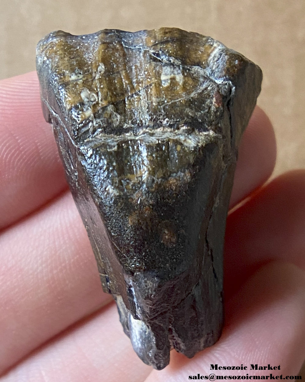 Iguanodont (Ouranosaurus / Lurdusaurus) Tooth 1.45" #NER35917 - Elrhaz ...