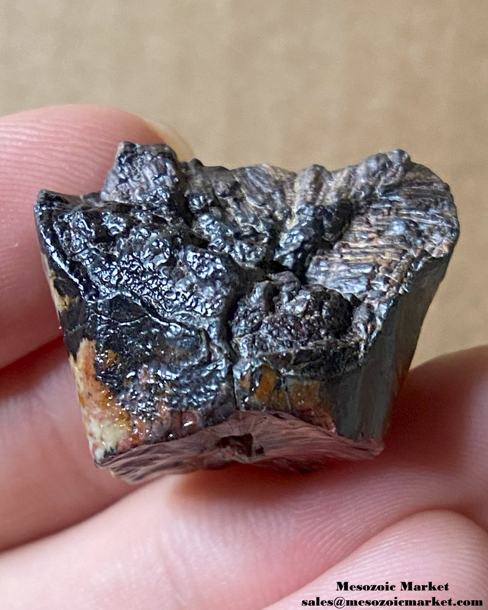 Dinosaur Fossils for Sale - Teeth, Claws, Vertebrae, etc – Mesozoic Market