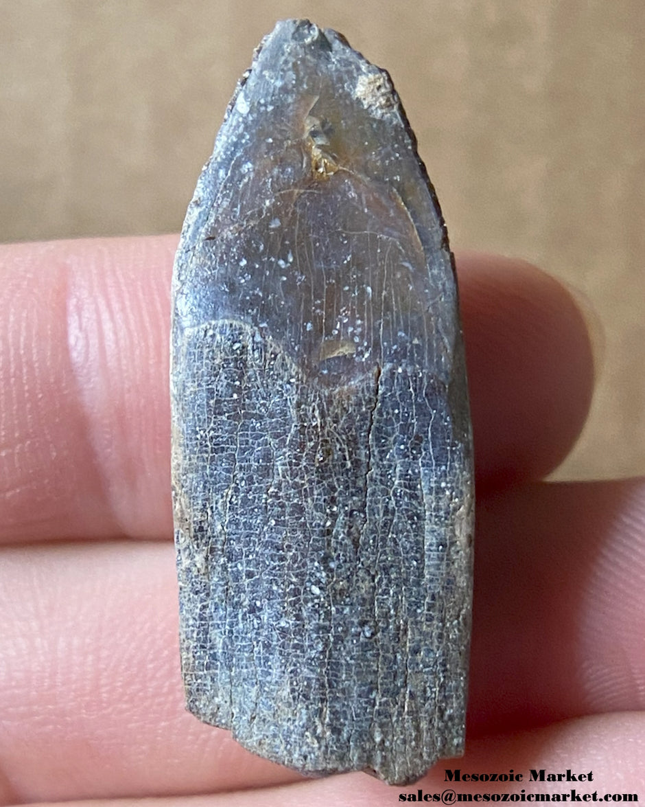 Top Fossil Specimens for Sale - Dinosaurs – Mesozoic Market
