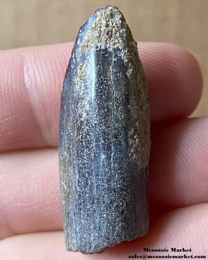Top Fossil Specimens for Sale - Dinosaurs – Mesozoic Market