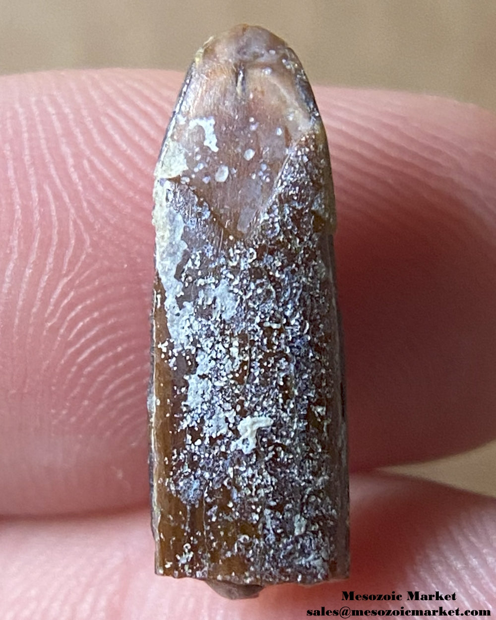 Titanosaur (Rapetosaurus / Vahiny) Tooth 0.70" #MAD23019 - Maevarano F ...