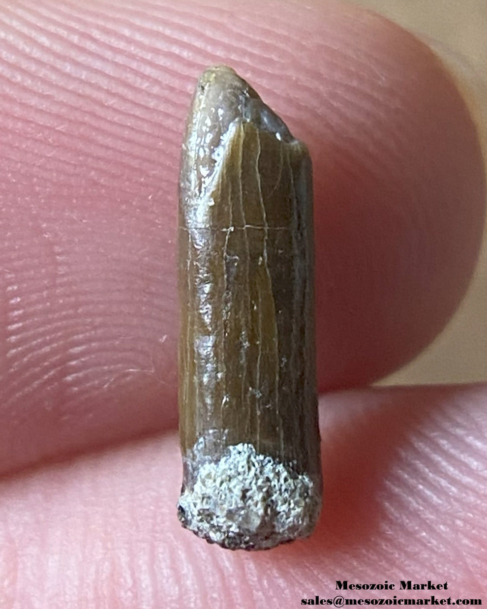 Titanosaur (Rapetosaurus / Vahiny) Tooth 0.51" #MAD48028 - Maevarano F ...