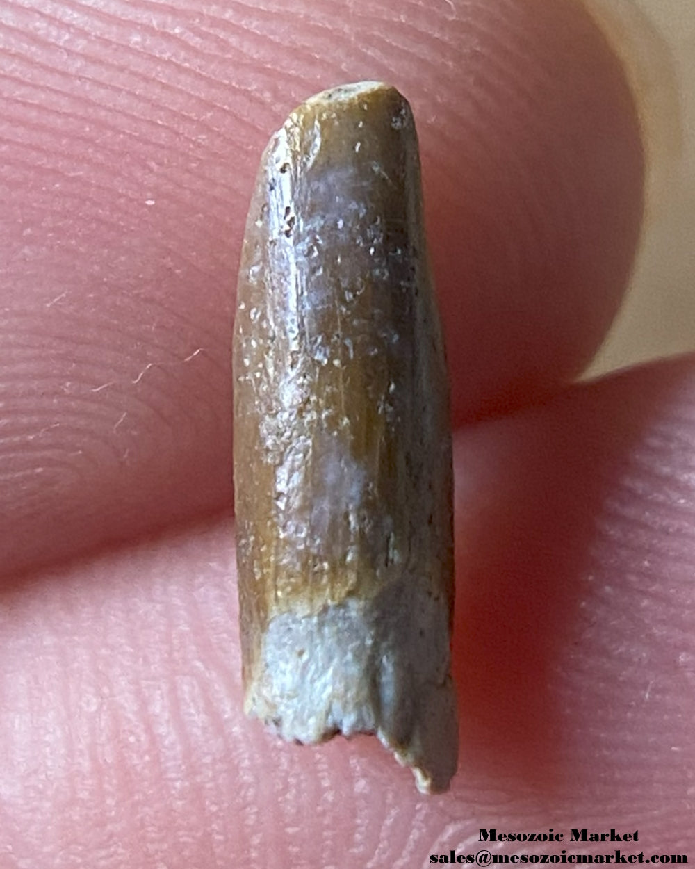 Titanosaur (Rapetosaurus / Vahiny) Tooth 0.49" #MAD60022 - Maevarano F ...