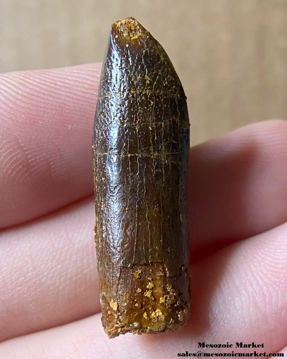 Titanosaur Tooth 1.2" #MAR94008 - Kem Kem Group – Mesozoic Market