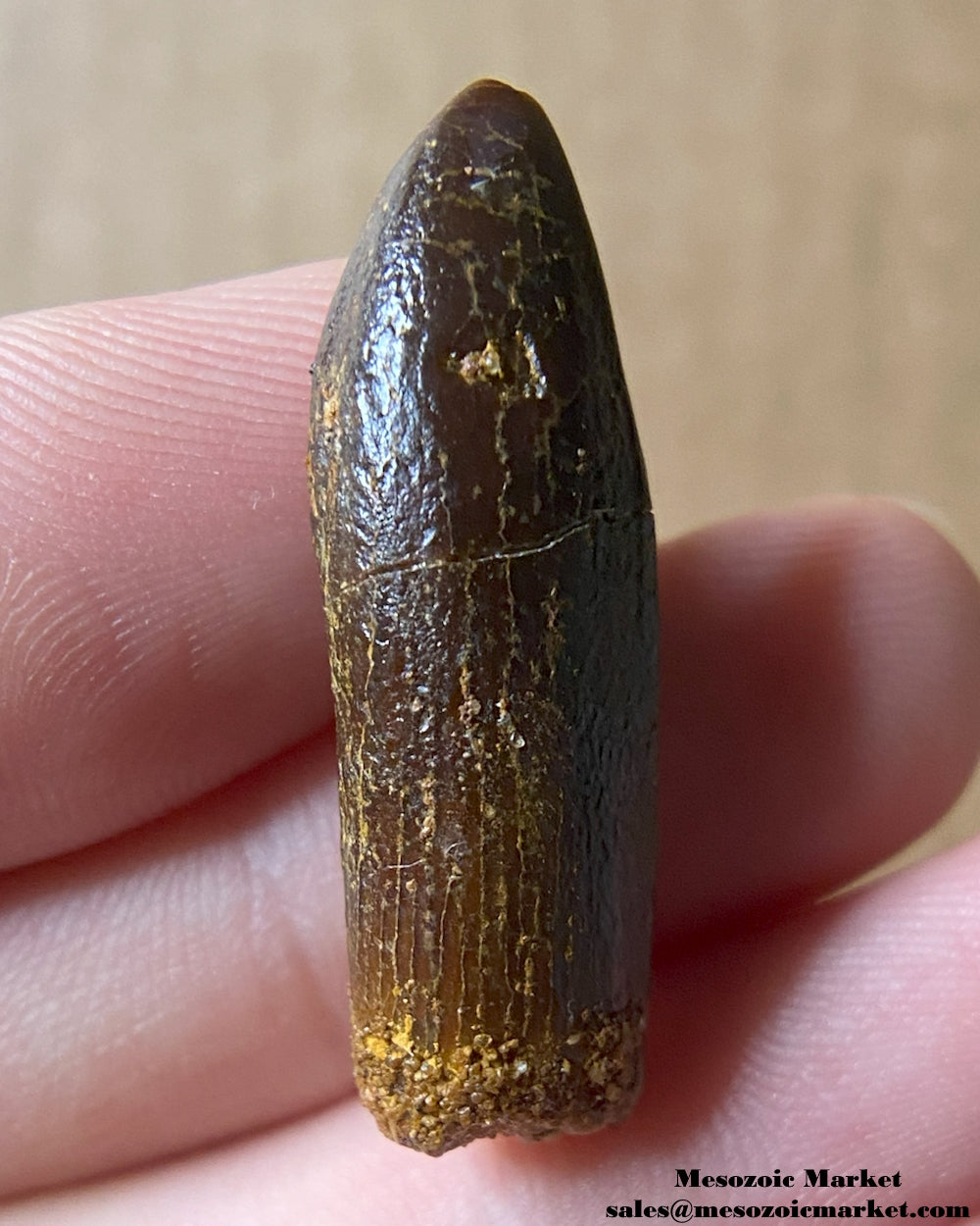 Sauropod Dinosaur Fossils for Sale - Rebbachisaurus, Diplodocus, etc ...