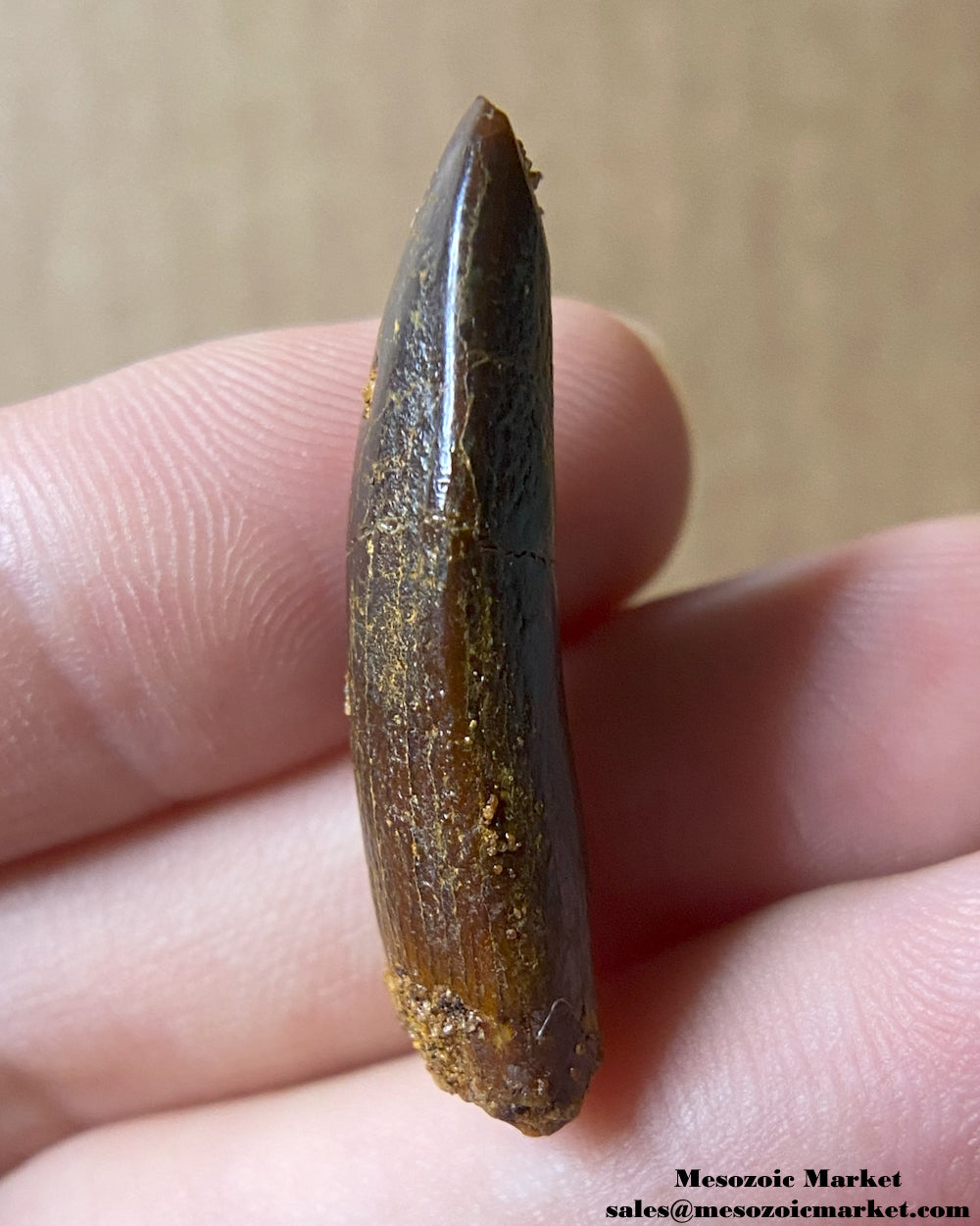 Titanosaur Tooth 1.2" #MAR94008 - Kem Kem Group – Mesozoic Market