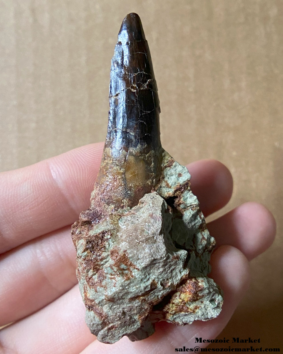 Spinosaurid Tooth on Matrix 1.7" #MAR53816 - Dekkar Group – Mesozoic Market