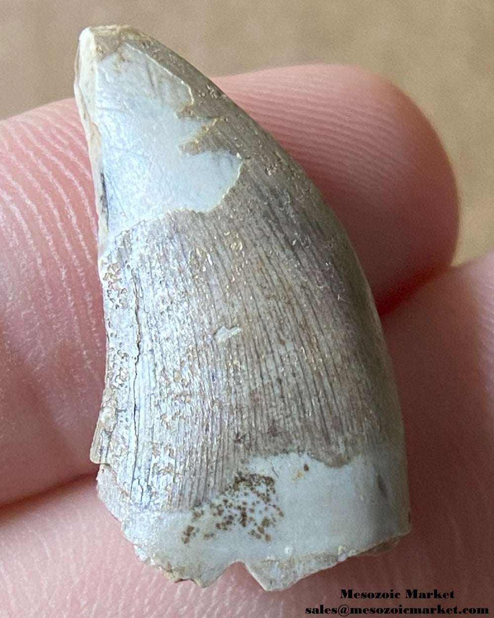 Jurassic Theropod Tooth 0.8" #MAD38182 - Isalo III Formation – Mesozoic ...