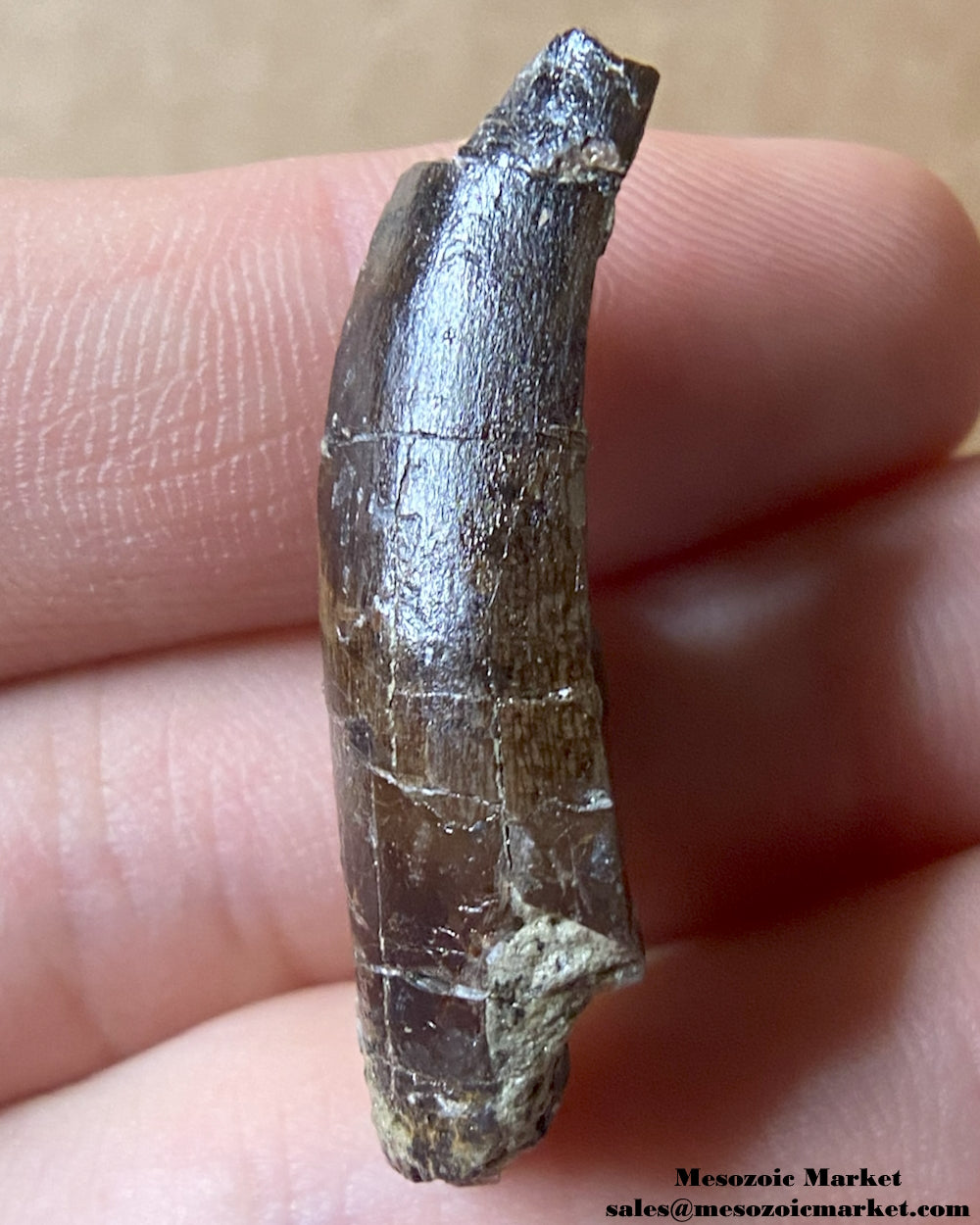 Jurassic Theropod (?) Tooth 1.23" #MAR15386 - El Mers Group – Mesozoic ...