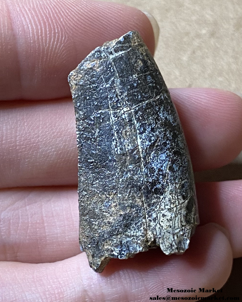 Megalosaurid Dinosaur Fossils for Sale - Afrovenator, Torvosaurus, etc ...