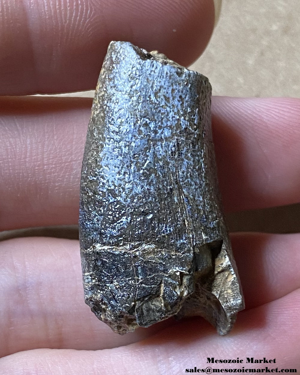 Afrovenator Tooth 1.32" #NER51946 - Irhazer Group – Mesozoic Market