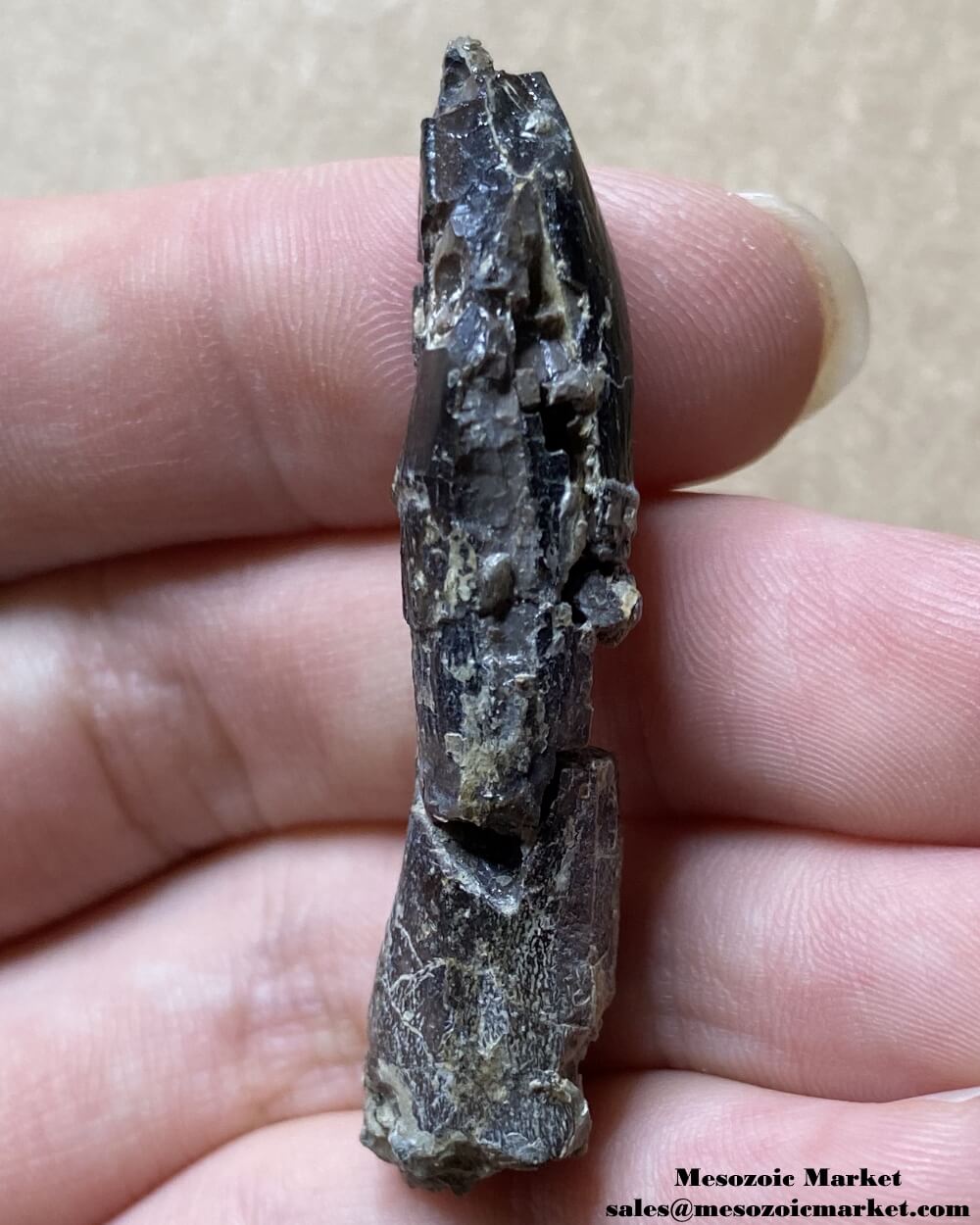 Atlasaurus (?) Jurassic Sauropod Tooth 1.86" #MAR85387 - El Mers Group ...