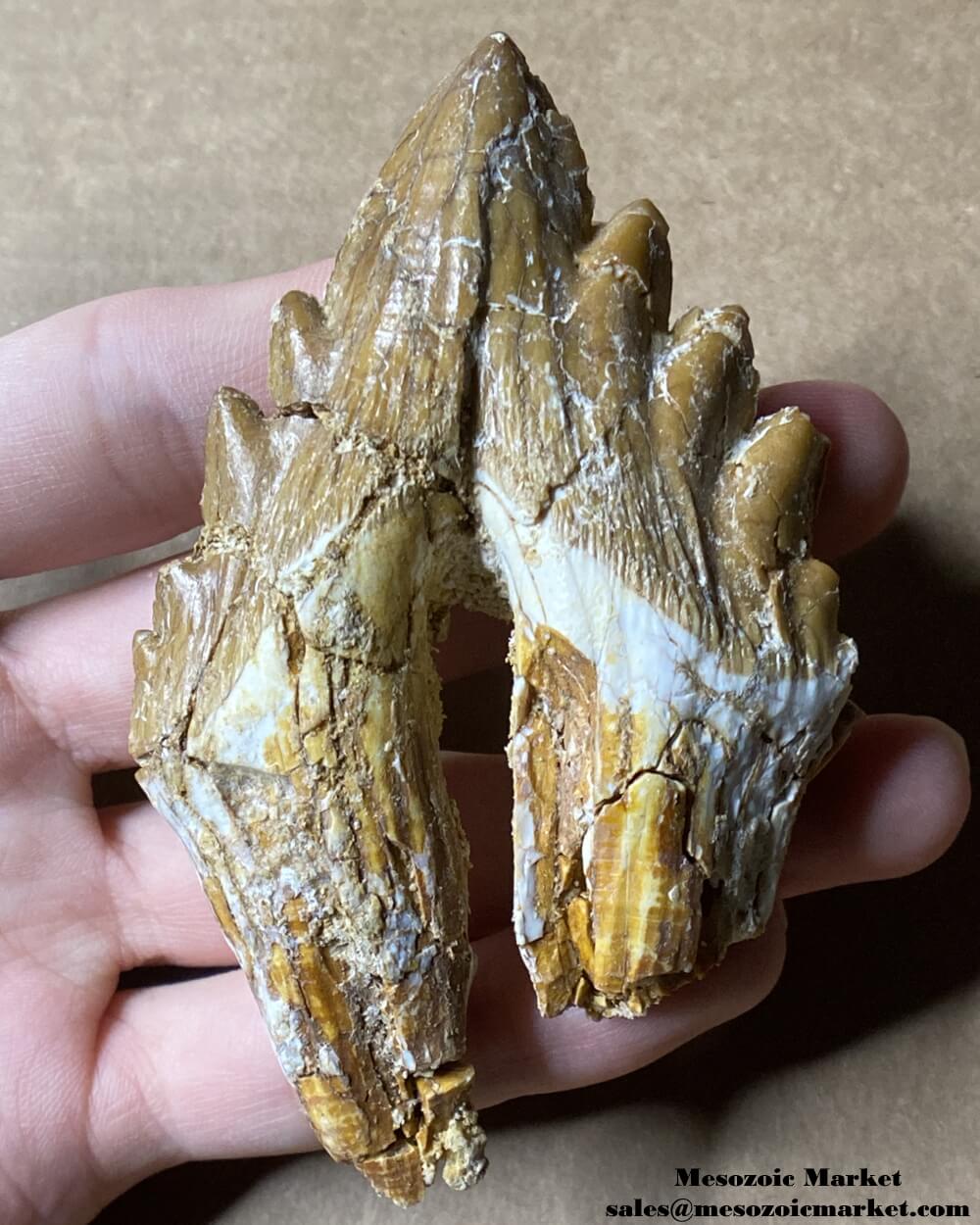 Mammal & Synapsid Fossils for Sale - Mammoth, Dimetrodon, Entelodont ...