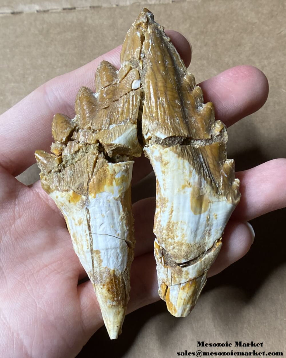 Mammal & Synapsid Fossils for Sale - Mammoth, Dimetrodon, Entelodont ...