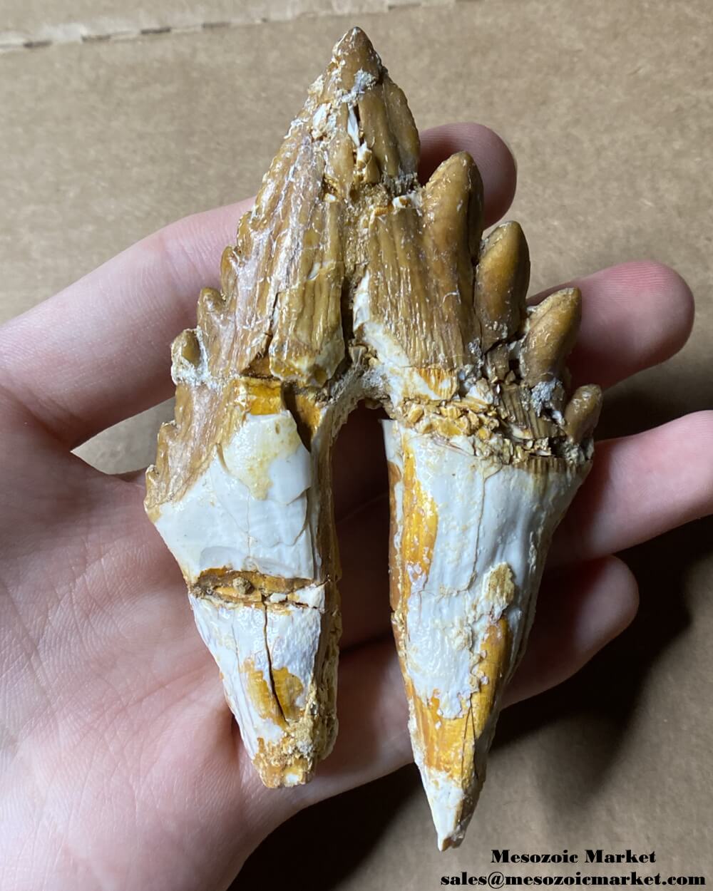 Mammal & Synapsid Fossils for Sale - Mammoth, Dimetrodon, Entelodont ...