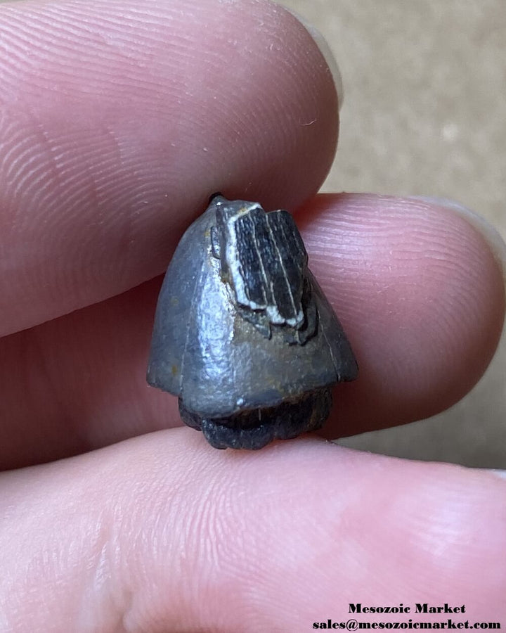 Archosaur Fossils for Sale - Crocodylomorphs, Pterosaurs, Pytosaurs ...