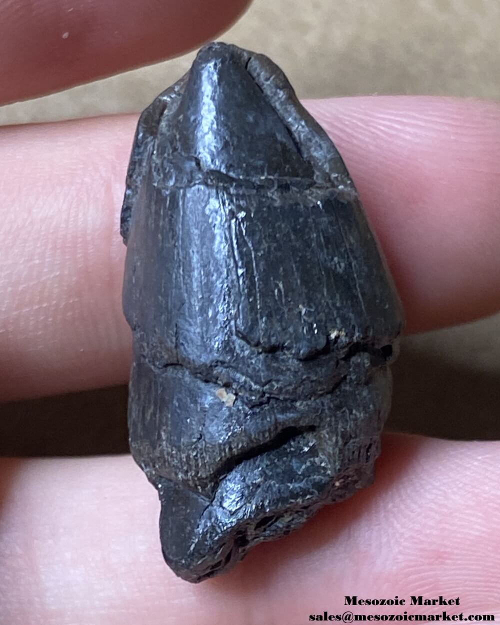 Archosaur Fossils for Sale - Crocodylomorphs, Pterosaurs, Pytosaurs ...