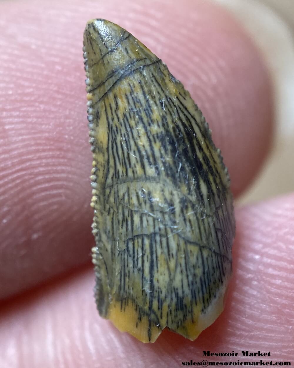 All Ceratosaurid Dinosaur Fossils for Sale - Ceratosaurs & Abelisaurs ...