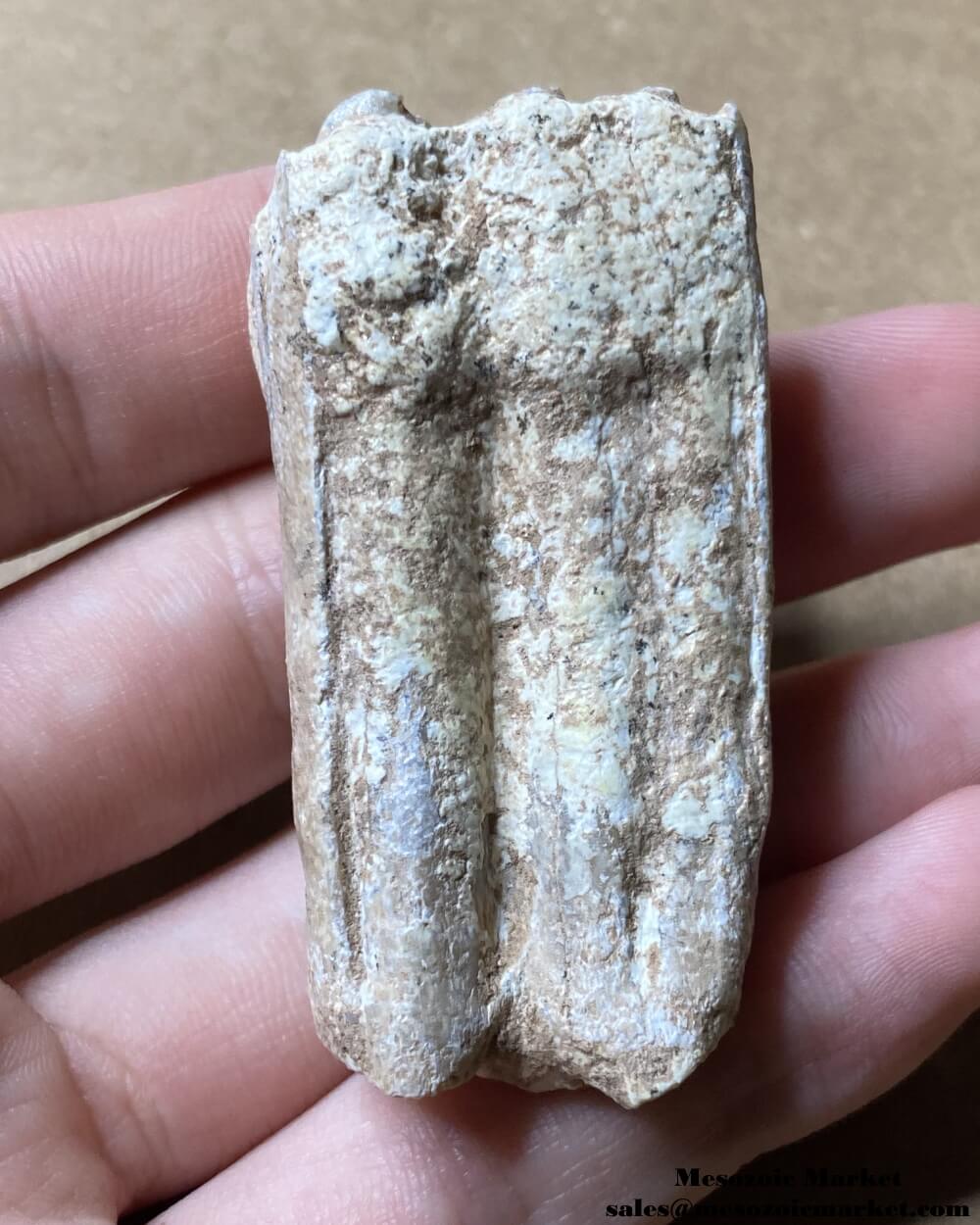 Mammal & Synapsid Fossils for Sale - Mammoth, Dimetrodon, Entelodont ...