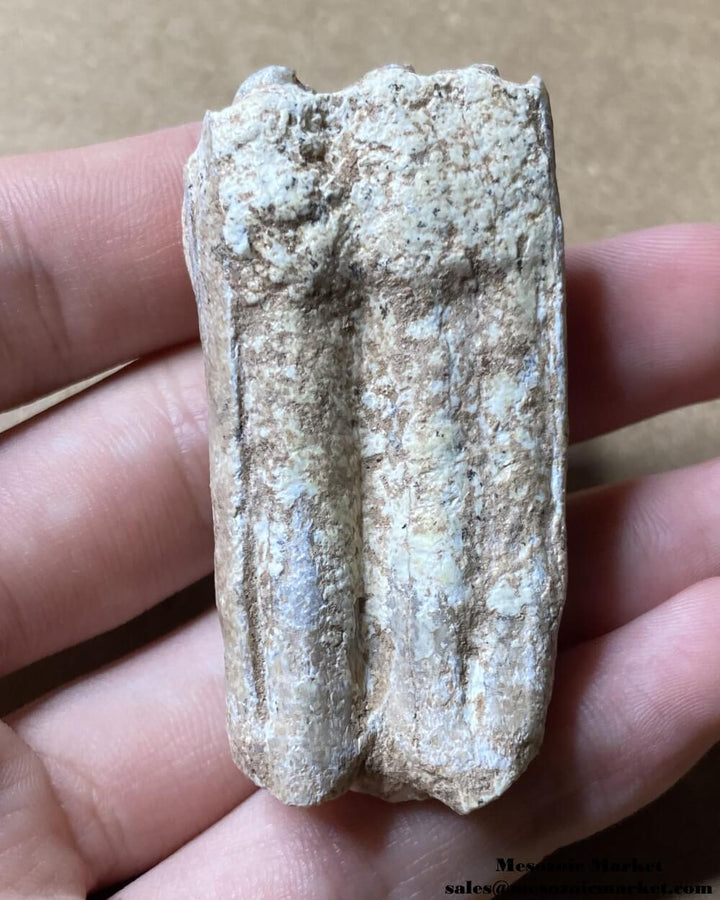 Mammal & Synapsid Fossils for Sale - Mammoth, Dimetrodon, Entelodont ...