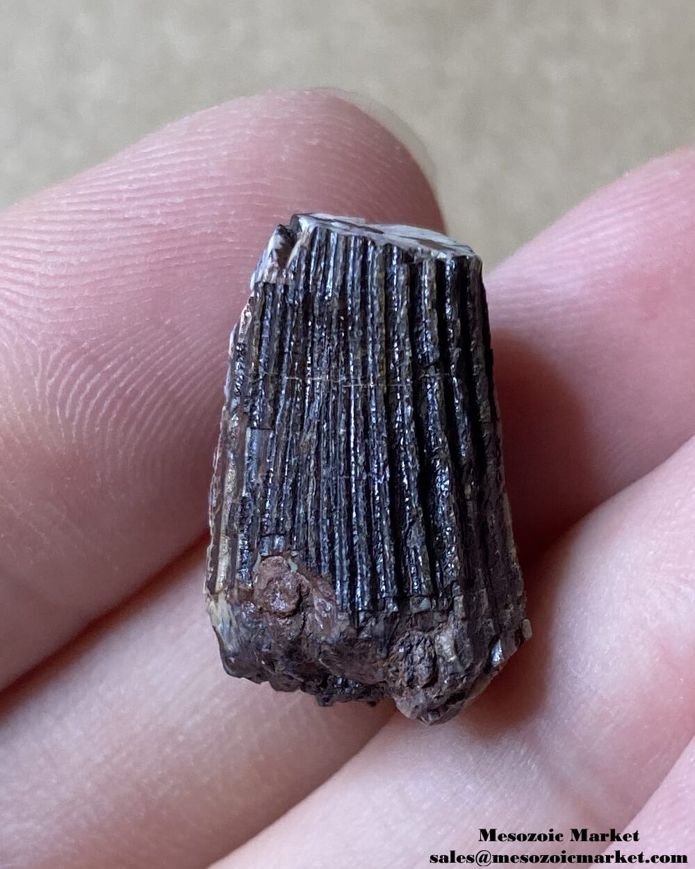 Ichthyovenator Tooth #LAO09754 - Grès supérieurs Formation – Mesozoic ...