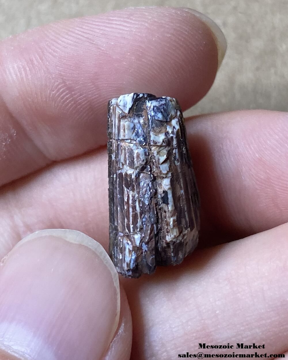 Ichthyovenator Tooth #LAO09754 - Grès supérieurs Formation – Mesozoic ...
