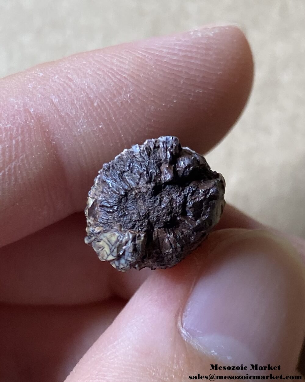Ichthyovenator Tooth #LAO09754 - Grès supérieurs Formation – Mesozoic ...