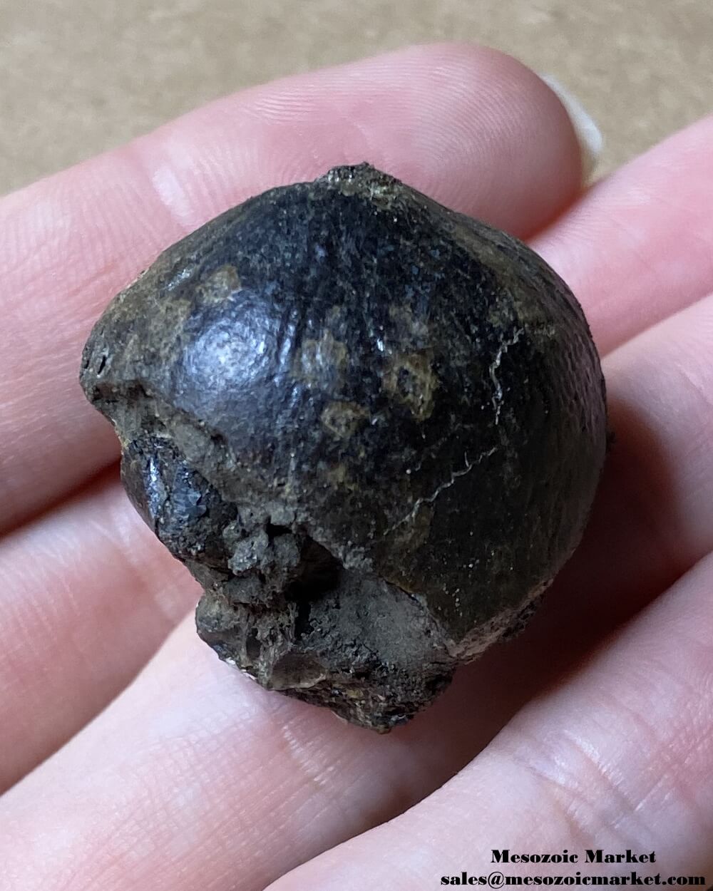 Reptile Fossils for Sale - Mosasaurs, Plesiosaurs, Ichthyosaurs, etc – Mesozoic Market