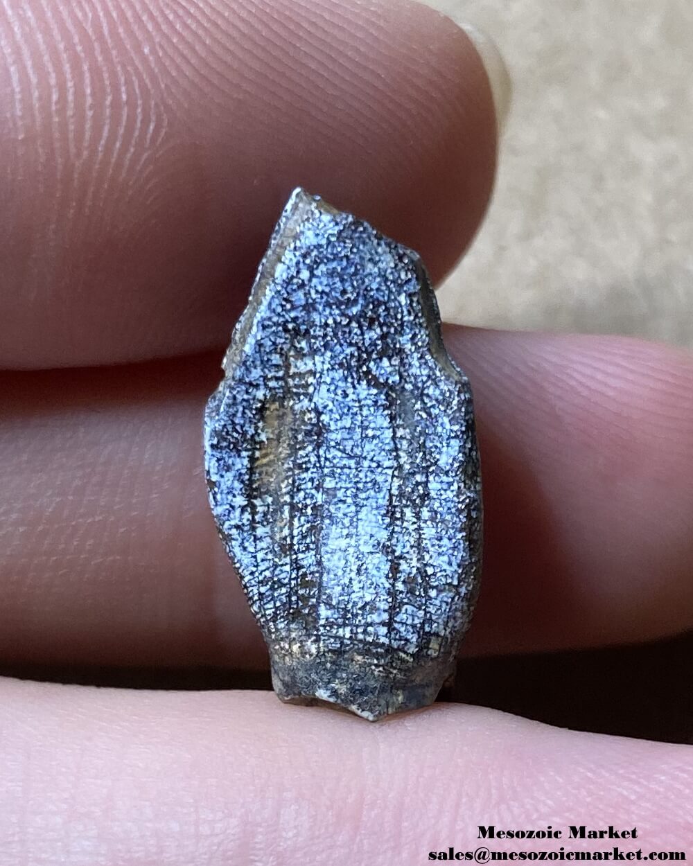 Sauropod Dinosaur Fossils for Sale - Rebbachisaurus, Diplodocus, etc ...