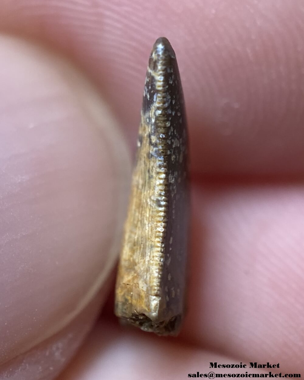 Nanotyrannus / Tyrannosaurus Tooth #USA99376 - Lance Formation ...