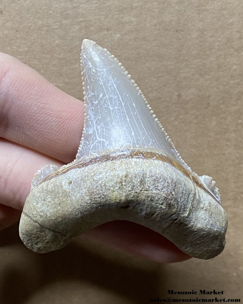 Fish and Shark Fossils for Sale - Megalodon, Ceratodus, Ptychodus, etc ...