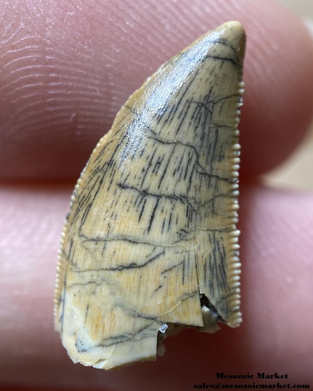 Abelisaurid Tooth 0.68" #MAR86195 - Kem Kem Group – Mesozoic Market