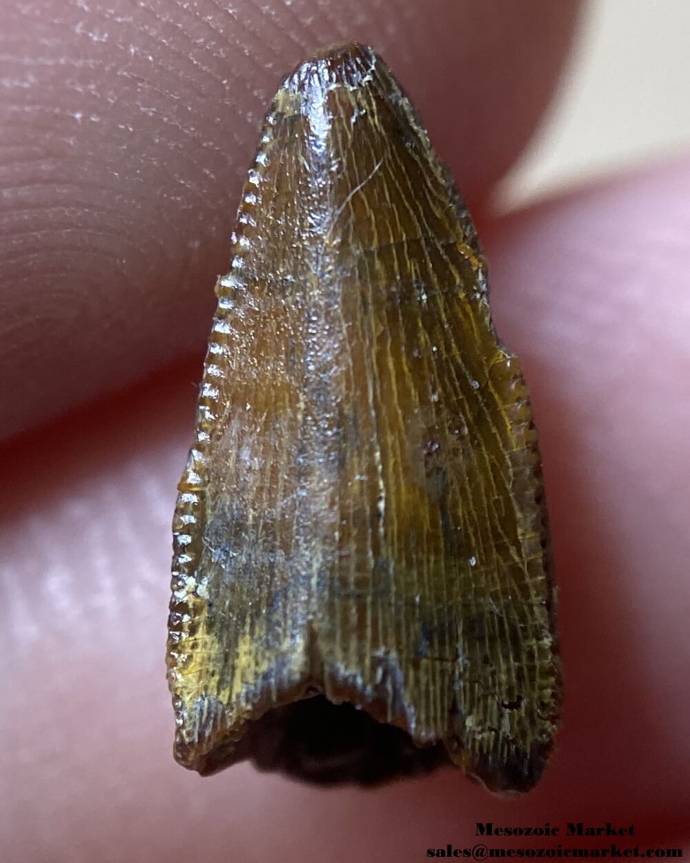 Dinosaur Fossils for Sale - Teeth, Claws, Vertebrae, etc – Page 4 ...