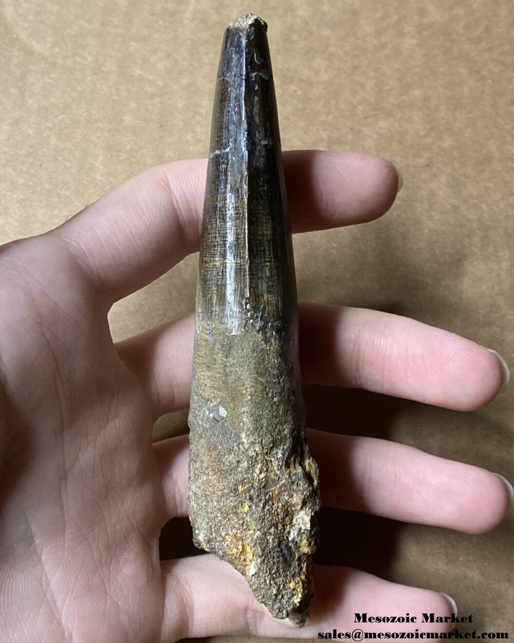 Spinosaurid Tooth 4.2" #MAR12861 - Kem Kem Group – Mesozoic Market
