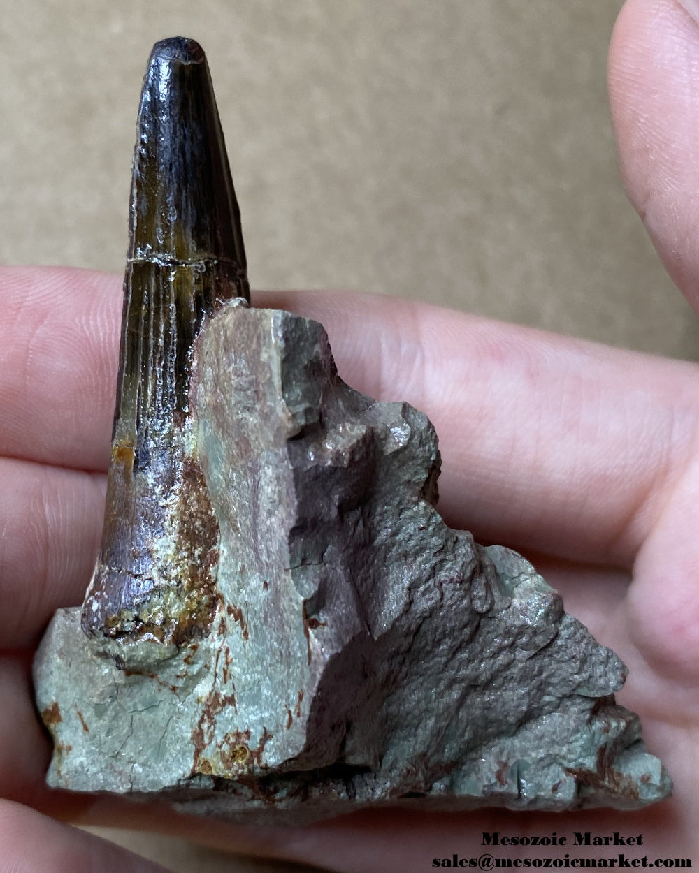 Spinosaurid Tooth on Matrix 1.75" #MAR22679 - Dekkar Group – Mesozoic ...