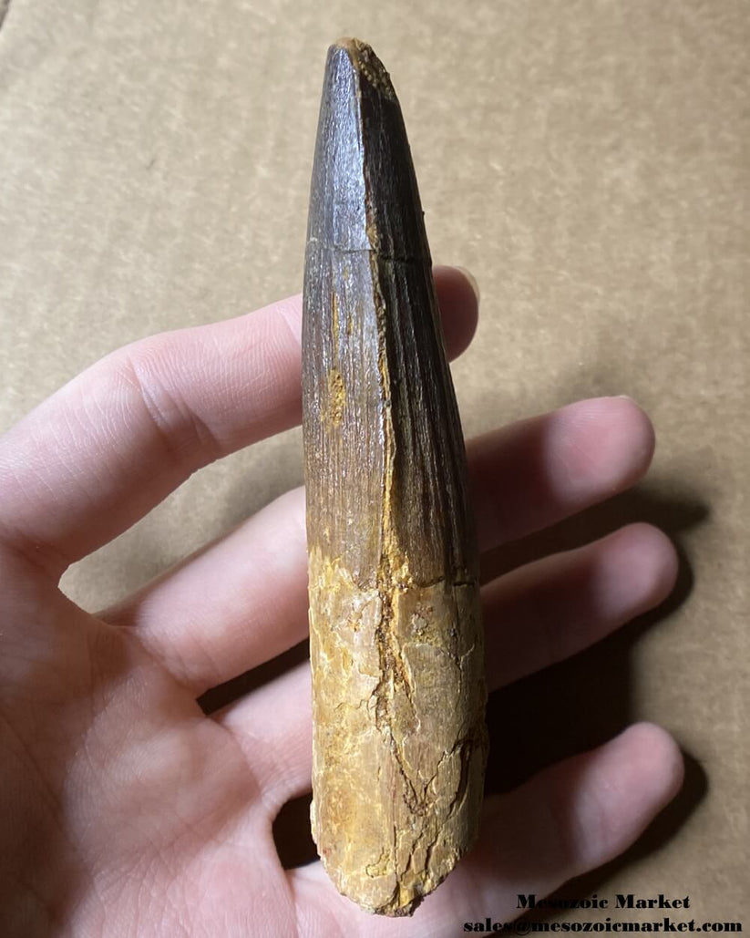 Spinosaurid Tooth 3.6" #MAR96188 - Kem Kem Group – Mesozoic Market