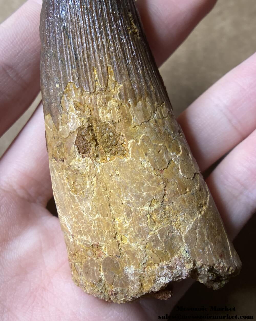 Spinosaurid Tooth 3.6" #MAR96188 - Kem Kem Group – Mesozoic Market