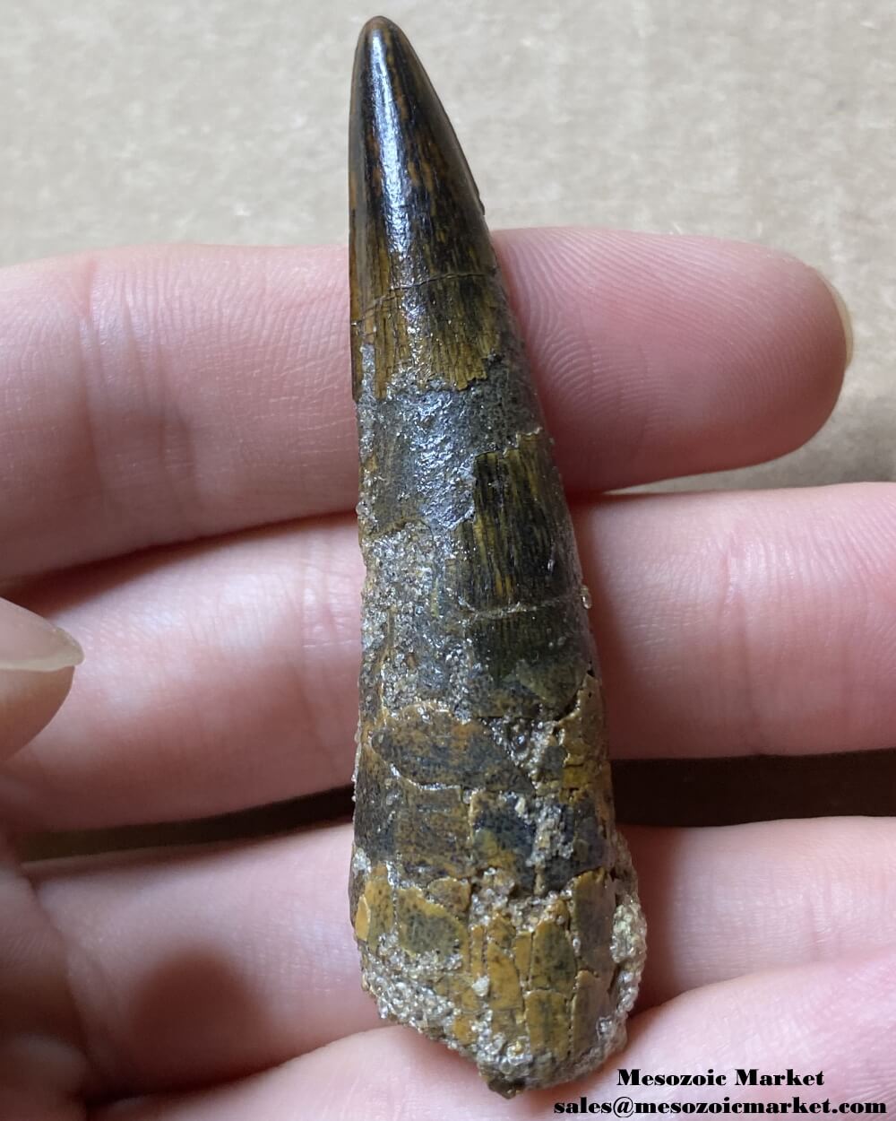 Spinosaurid Tooth 2.3" #MAR12273 - Kem Kem Group – Mesozoic Market