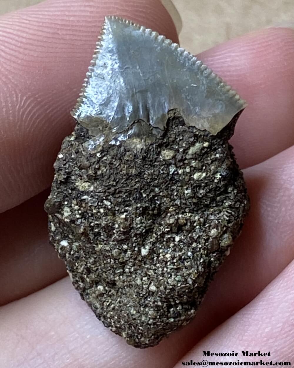 Squalicorax pristodontus Crow Shark Tooth on Matrix 0.55" #MAR67559 ...