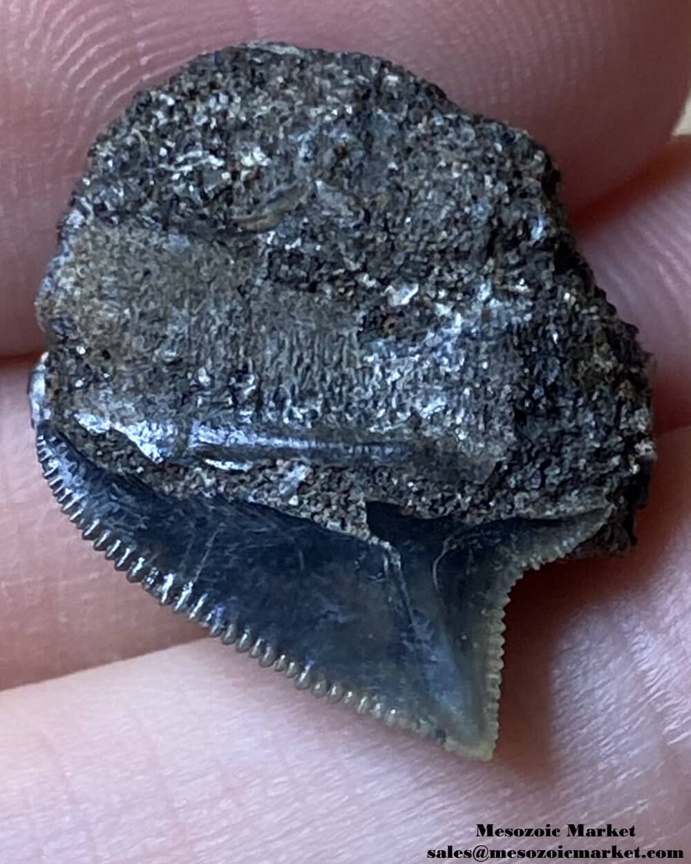 Squalicorax pristodontus Crow Shark Tooth on Matrix 0.72" #MAR71460 ...
