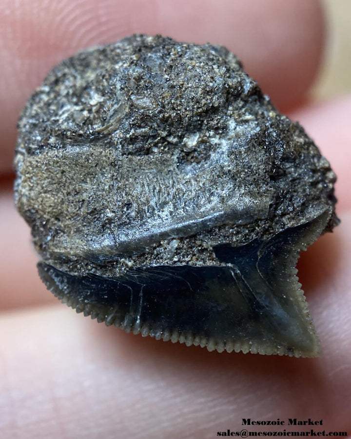 Fish and Shark Fossils for Sale - Megalodon, Ceratodus, Ptychodus, etc ...