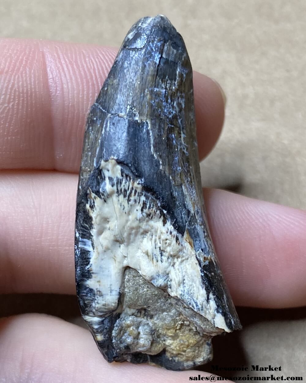 Spinosaurid Fossils for Sale - Spinosaurus, Suchomimus, Baryonyx, etc ...