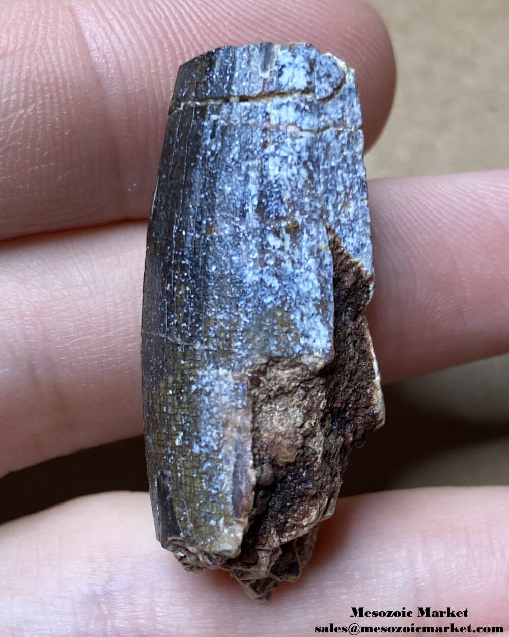 Spinosaurid Fossils for Sale - Spinosaurus, Suchomimus, Baryonyx, etc ...