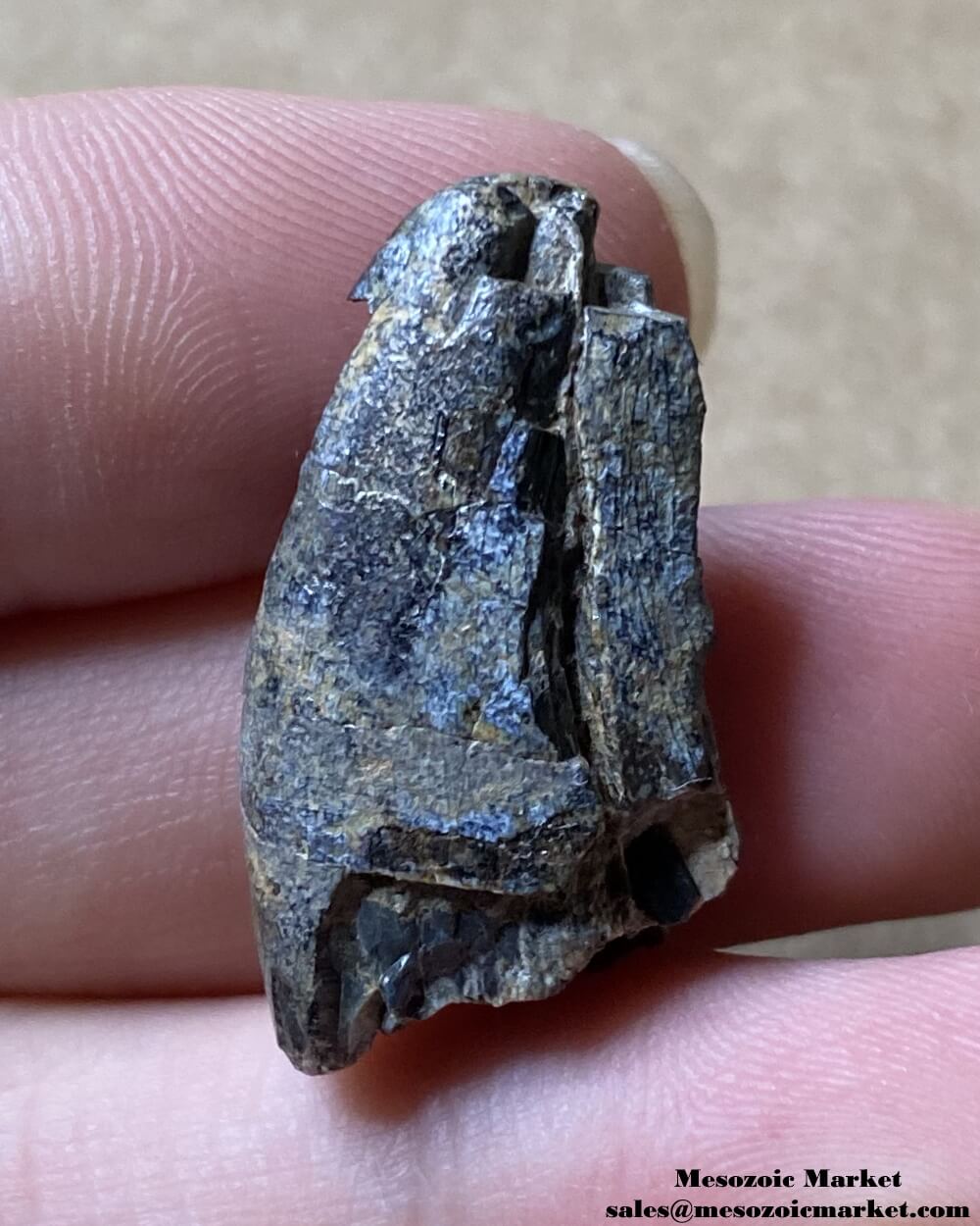 Jurassic Theropod Tooth 0.98" #NER26323 - Irhazer Group – Mesozoic Market