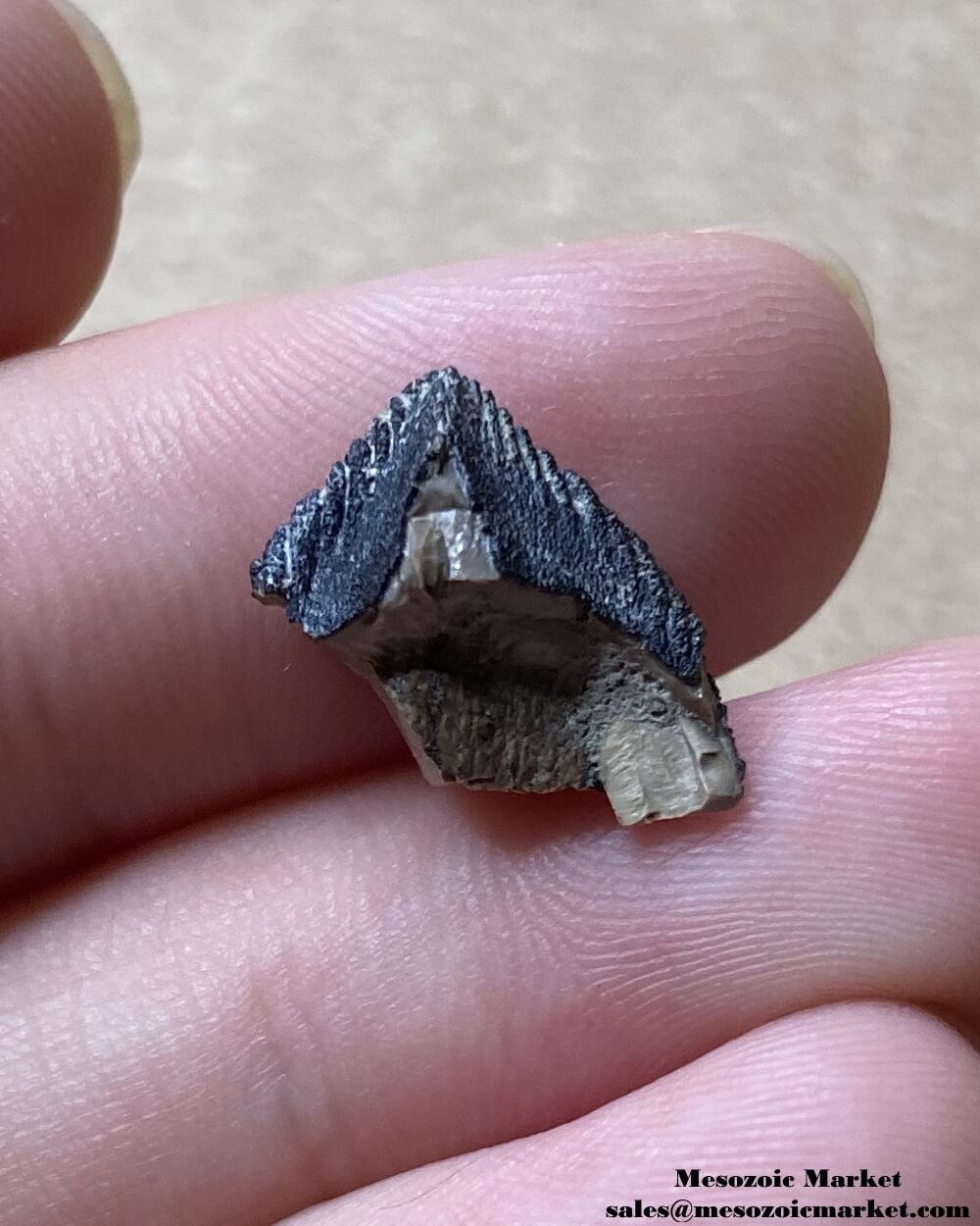 Ornithischian Dinosaur Fossils for Sale - Triceratops, Dryosaurus, etc ...